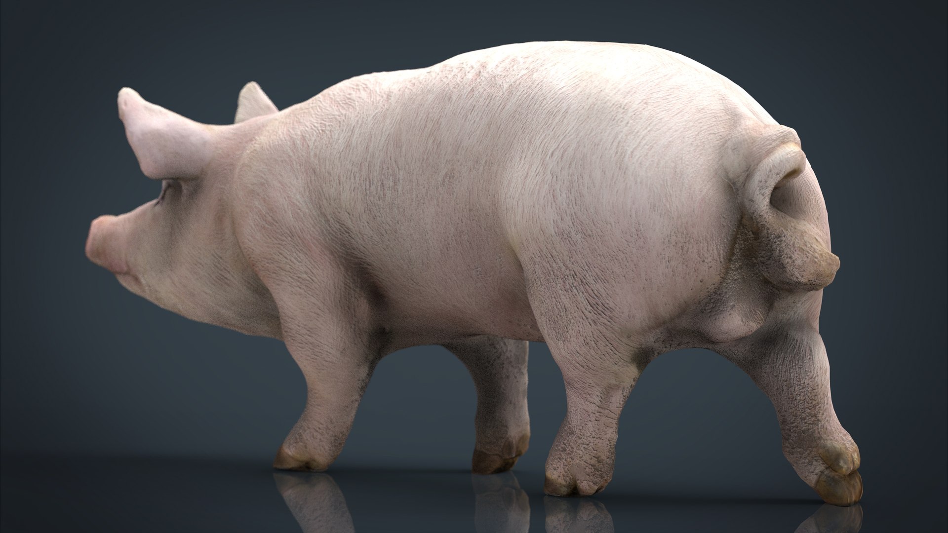 3D Pig Model - TurboSquid 1169231