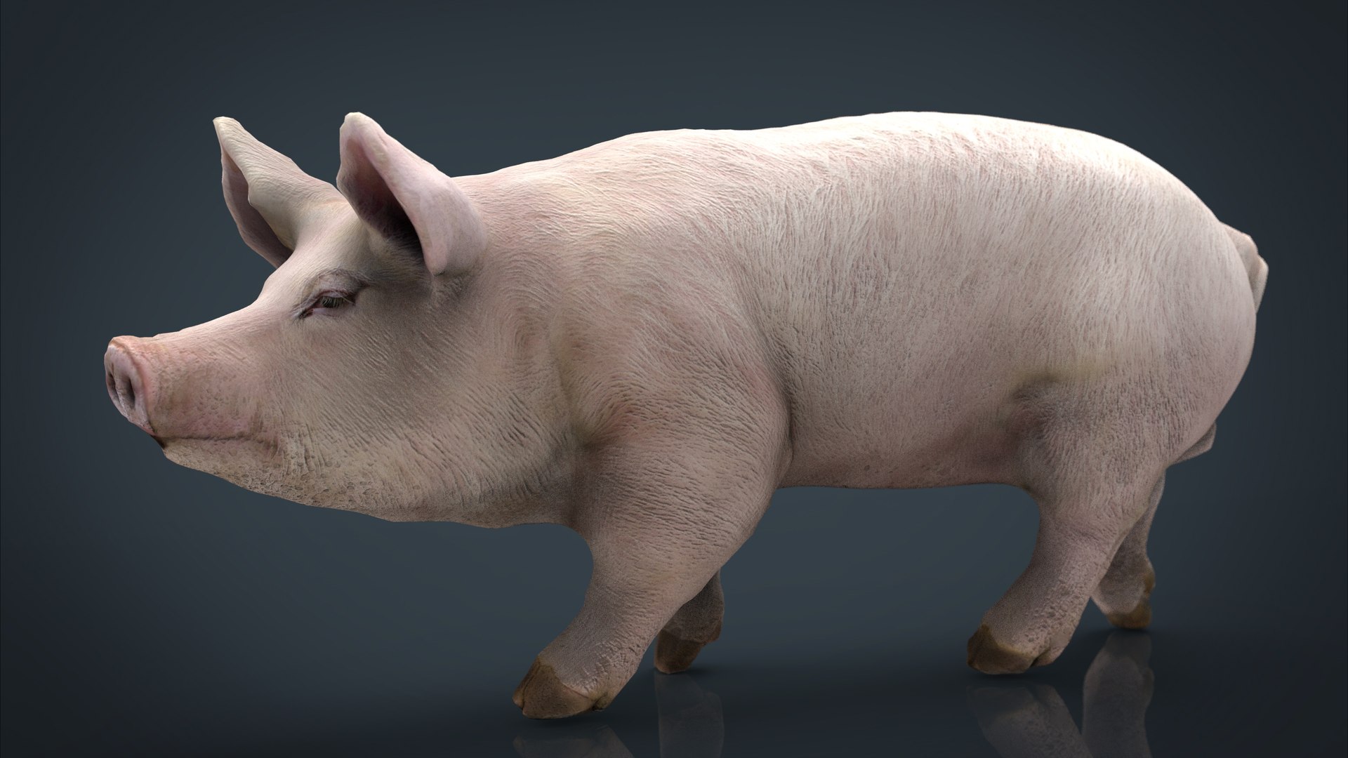 3D Pig Model - TurboSquid 1169231