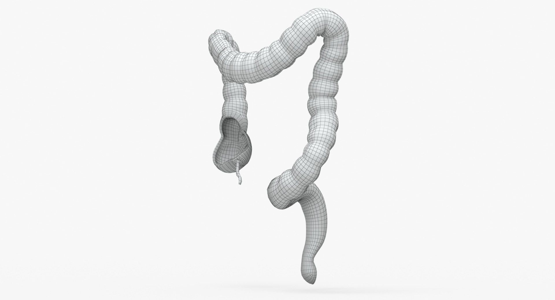 3D Human Large Intestine Anatomy - TurboSquid 1380910