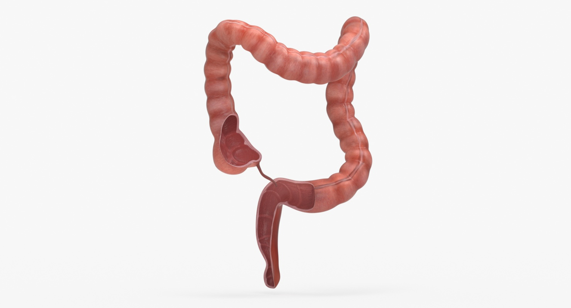 3D Human Large Intestine Anatomy - TurboSquid 1380910