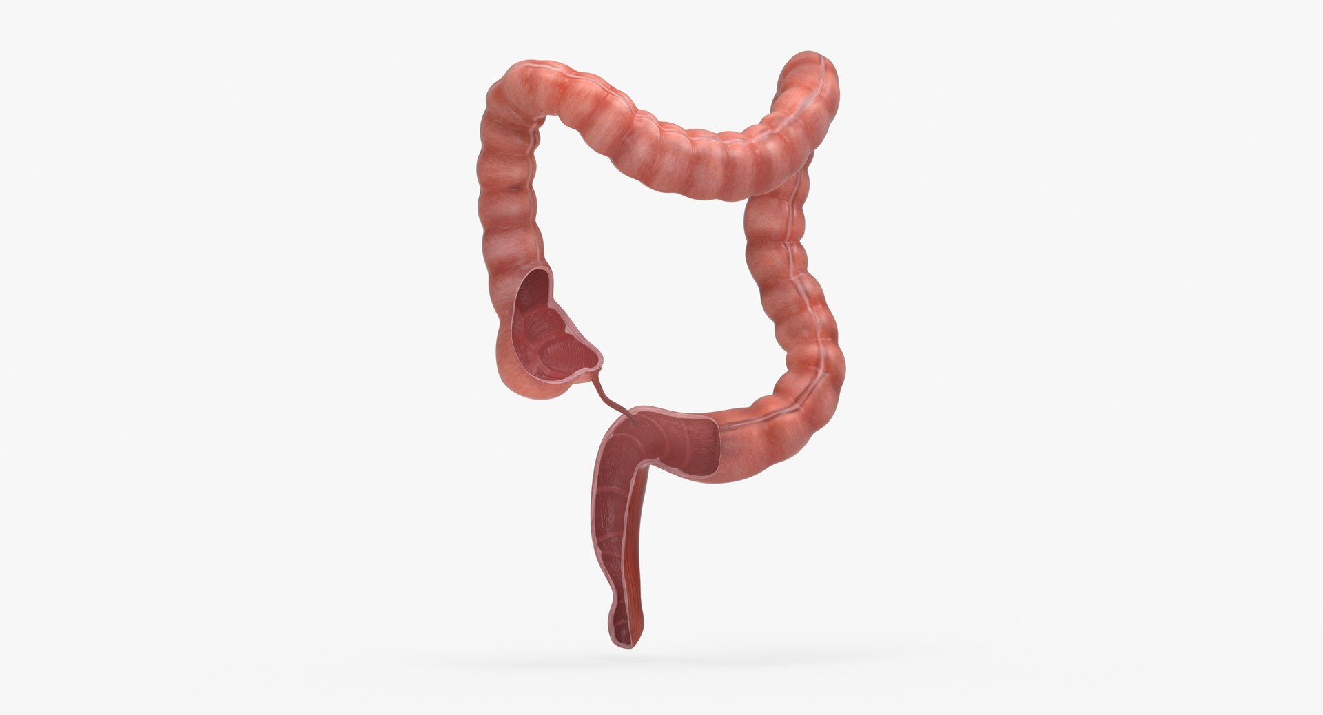 3D Human Large Intestine Anatomy - TurboSquid 1380910