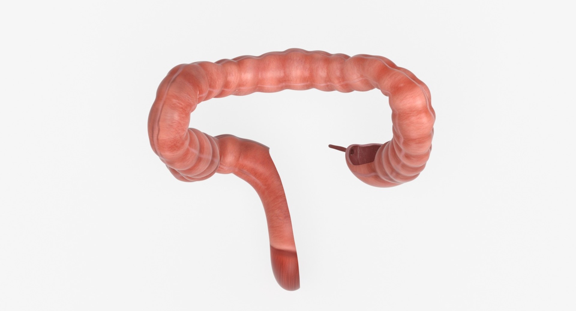 3D Human Large Intestine Anatomy - TurboSquid 1380910