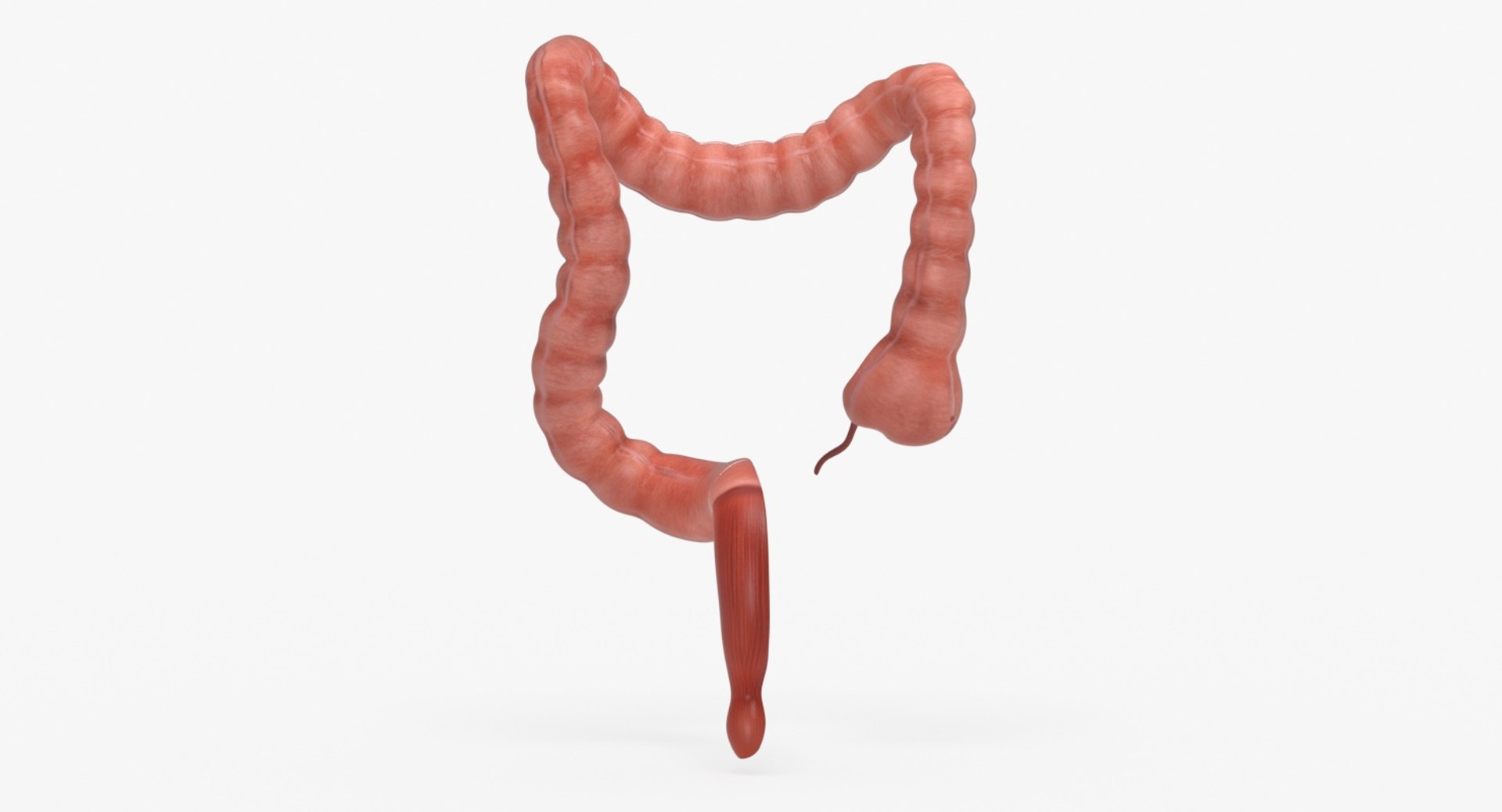 3D Human Large Intestine Anatomy - TurboSquid 1380910