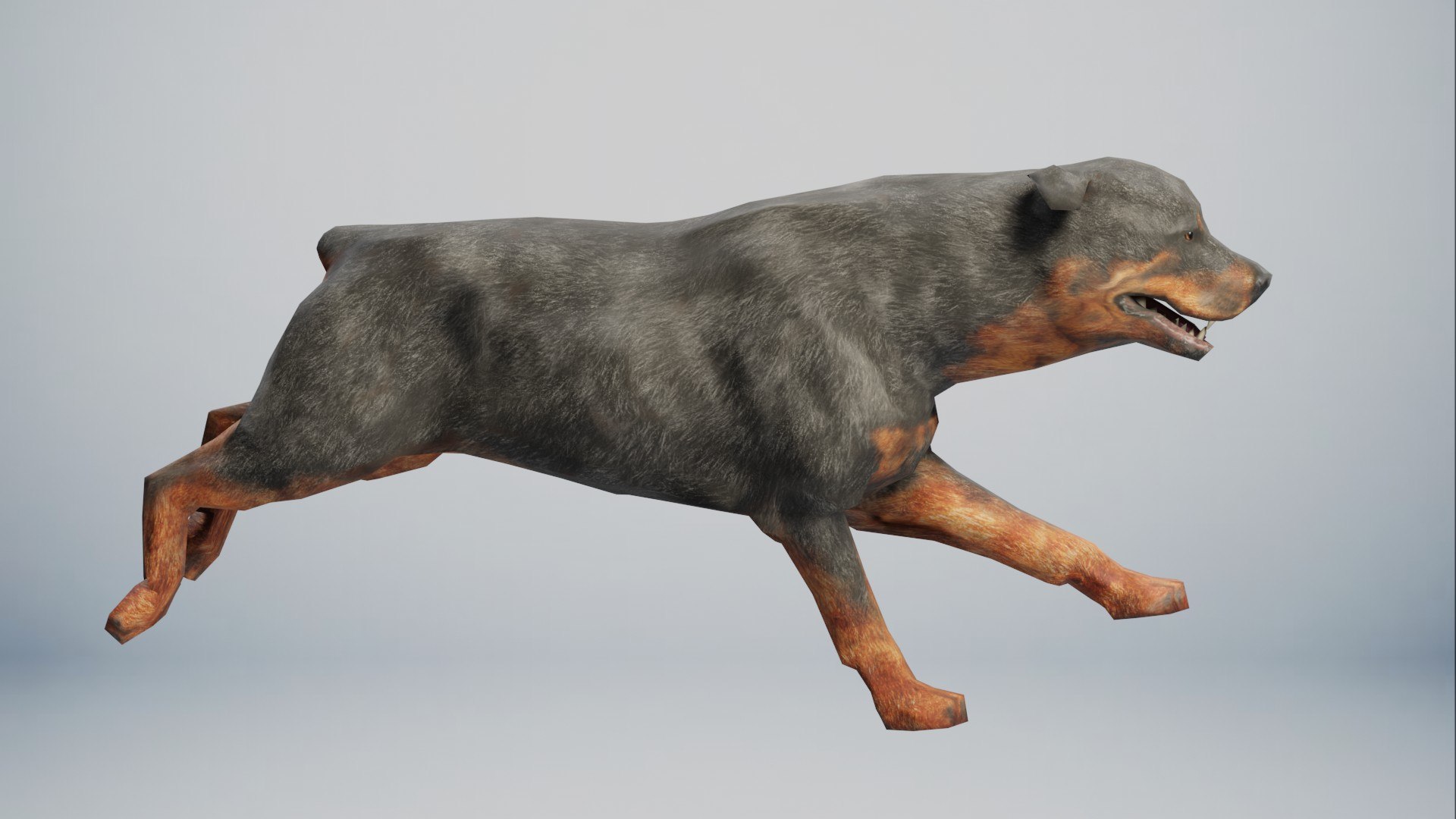 Rottweiler Animated 3D Model - TurboSquid 1870867