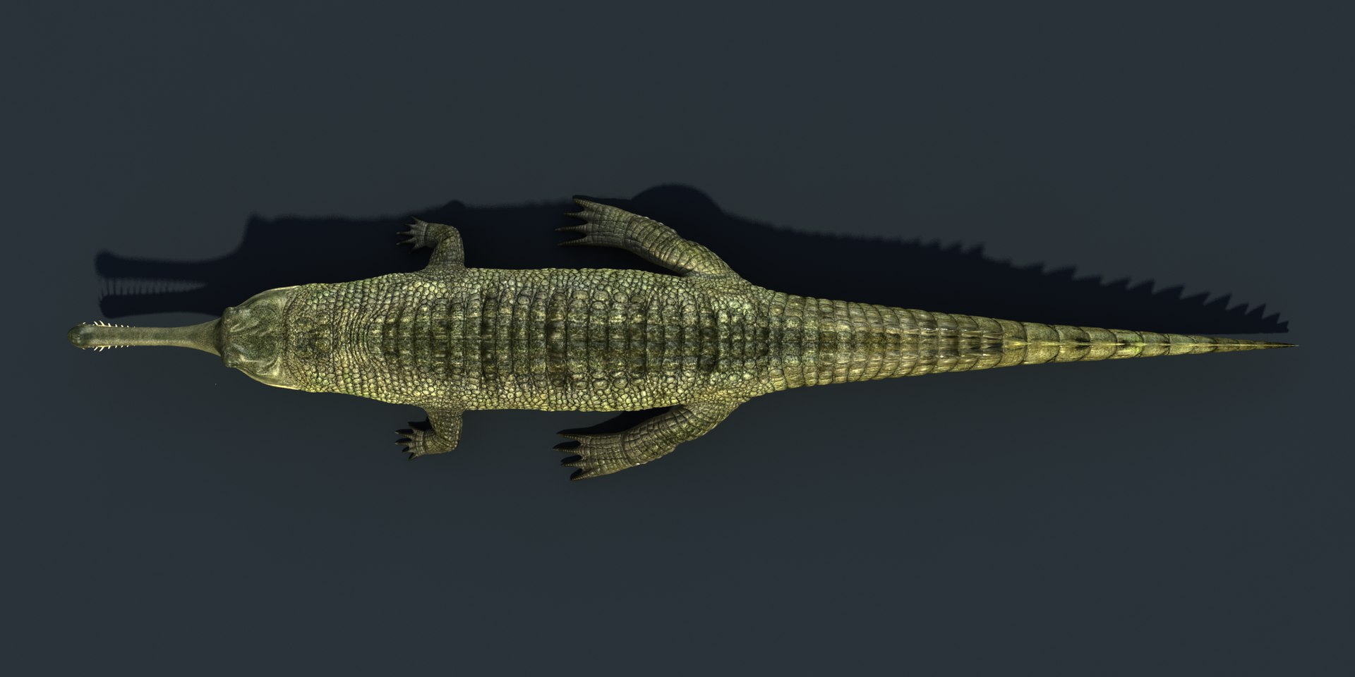 3d model gavial gavialis gangeticus