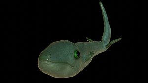 Free 3D Animal Rig Models - Available For Download On TurboSquid