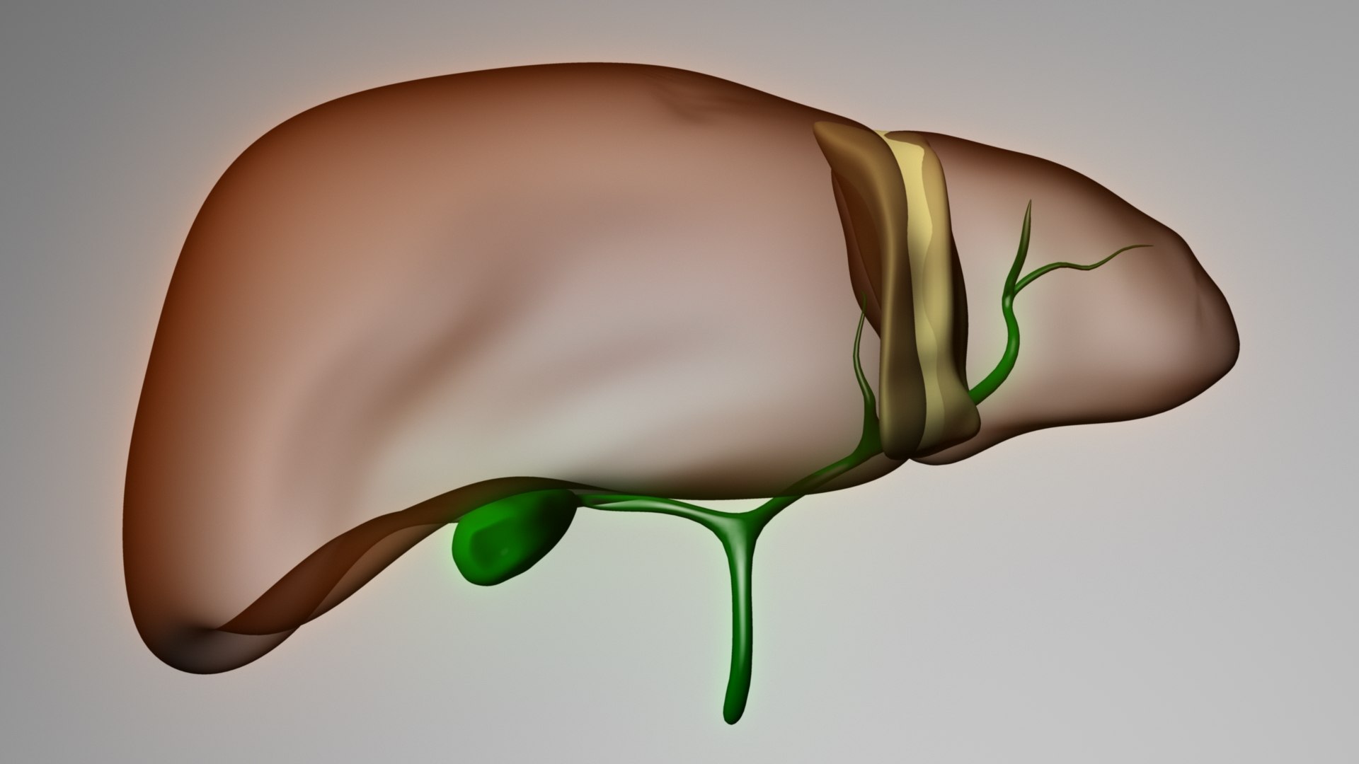3d Liver Model