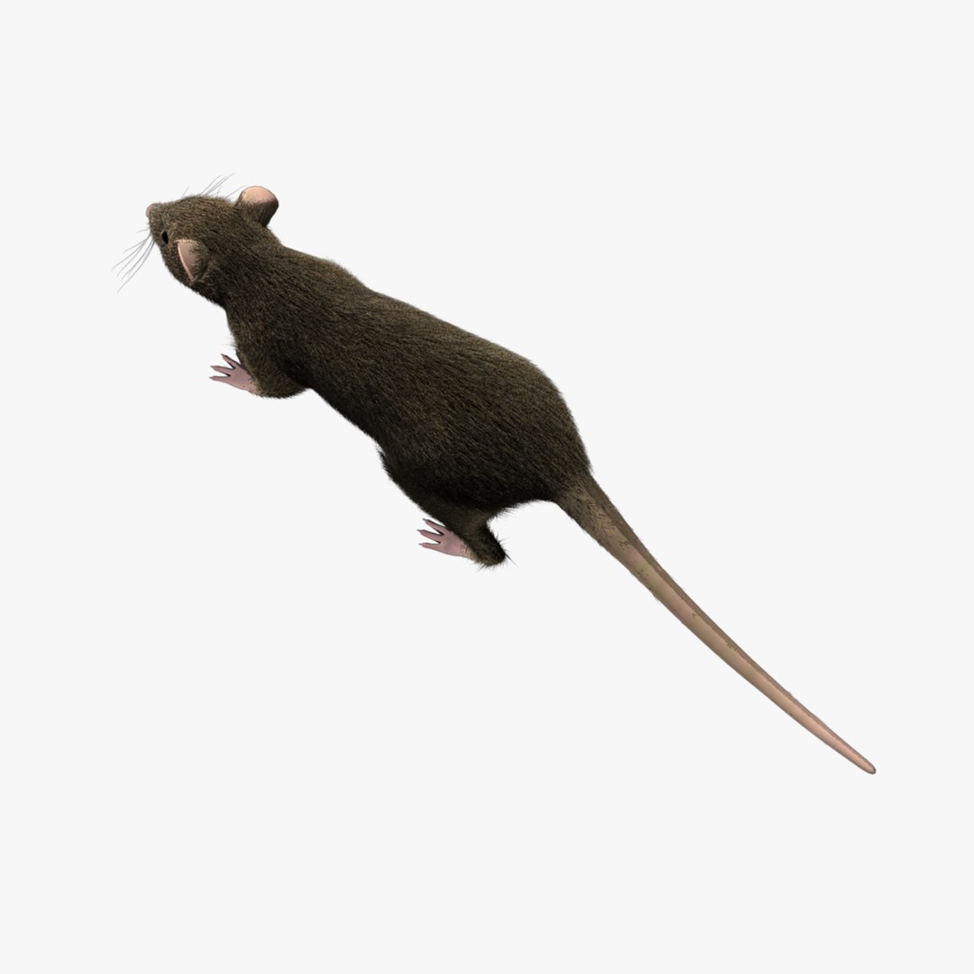 Rat 3d Model