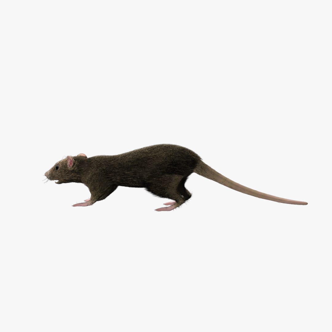 Rat 3d Model