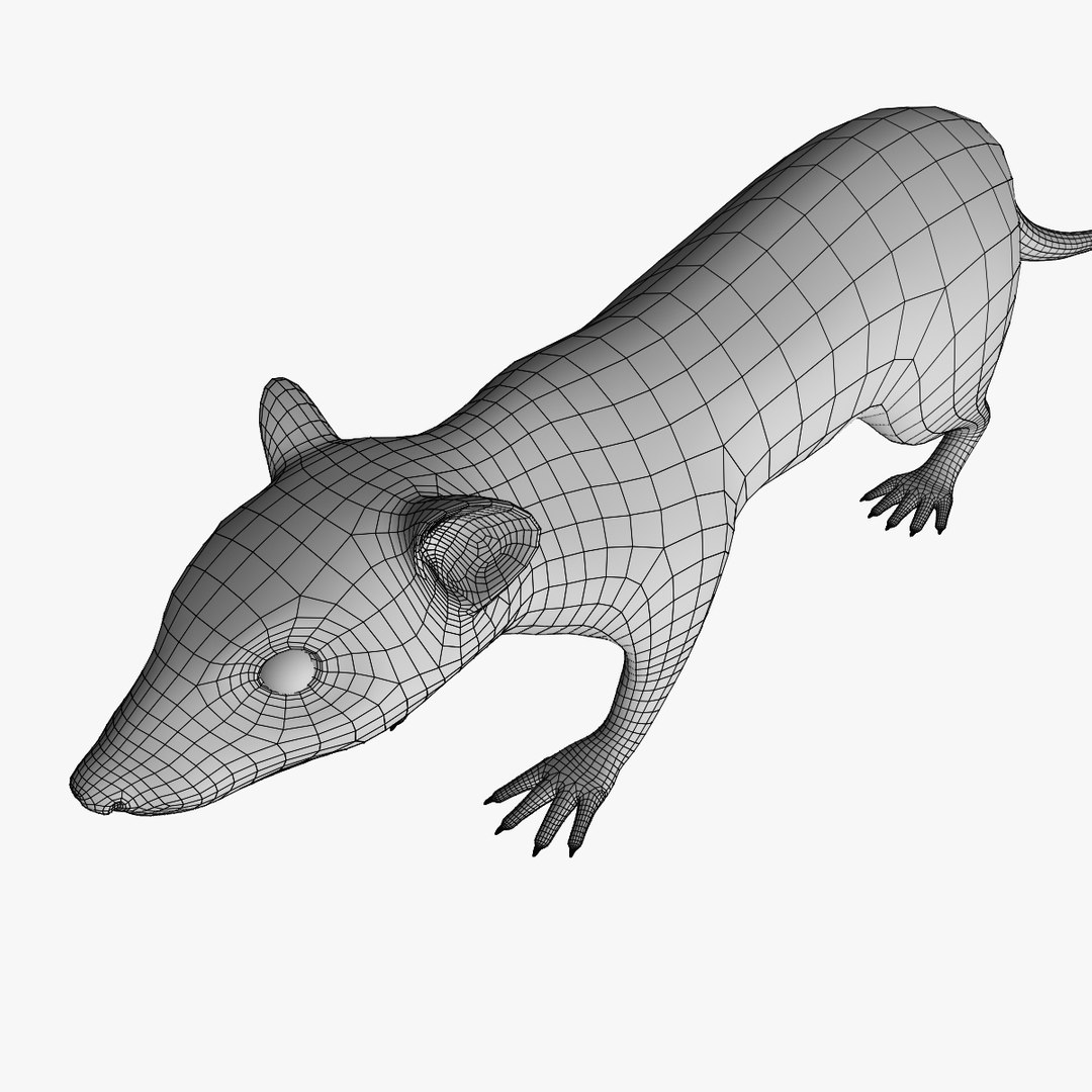 Rat 3d Model