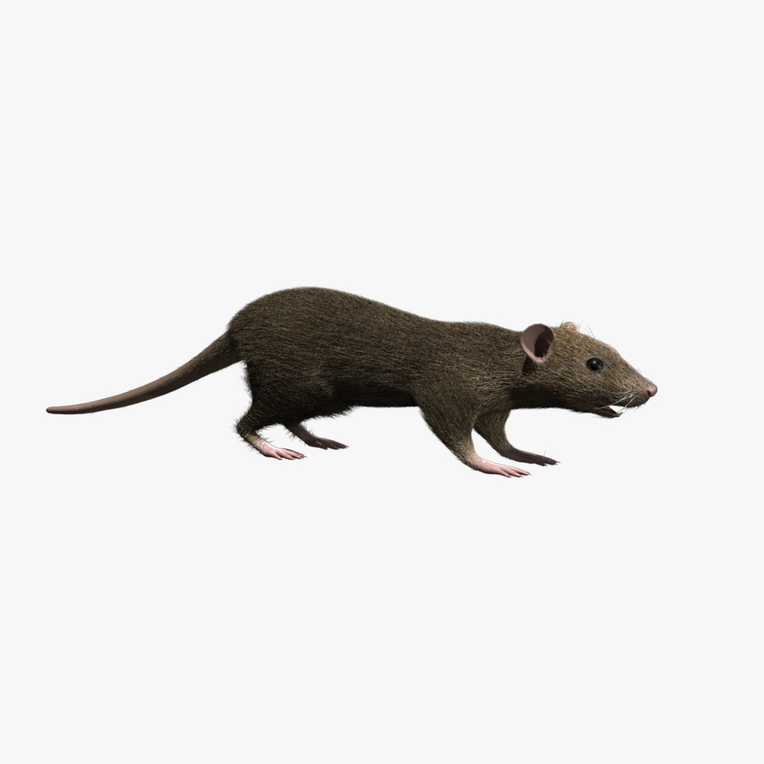 Rat 3d Model