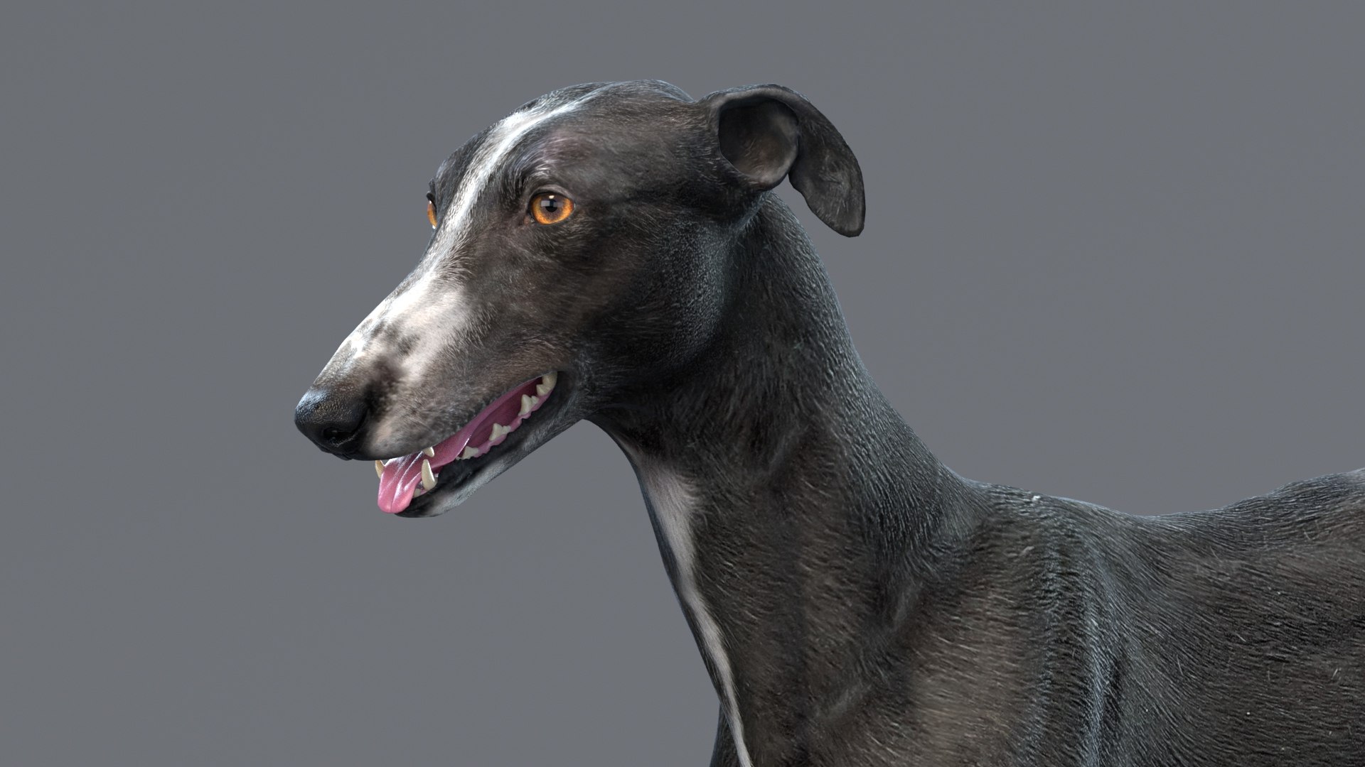 3D Greyhound Dogs - TurboSquid 1554609
