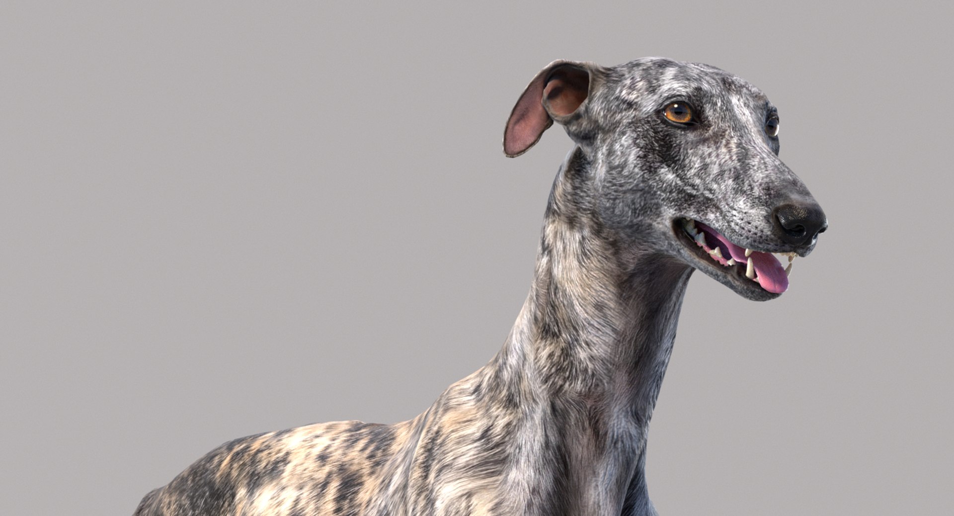3D Greyhound Dogs - TurboSquid 1554609