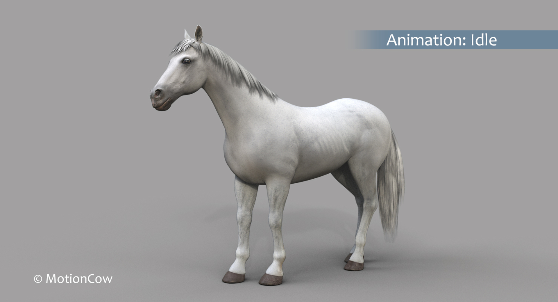white horse animation