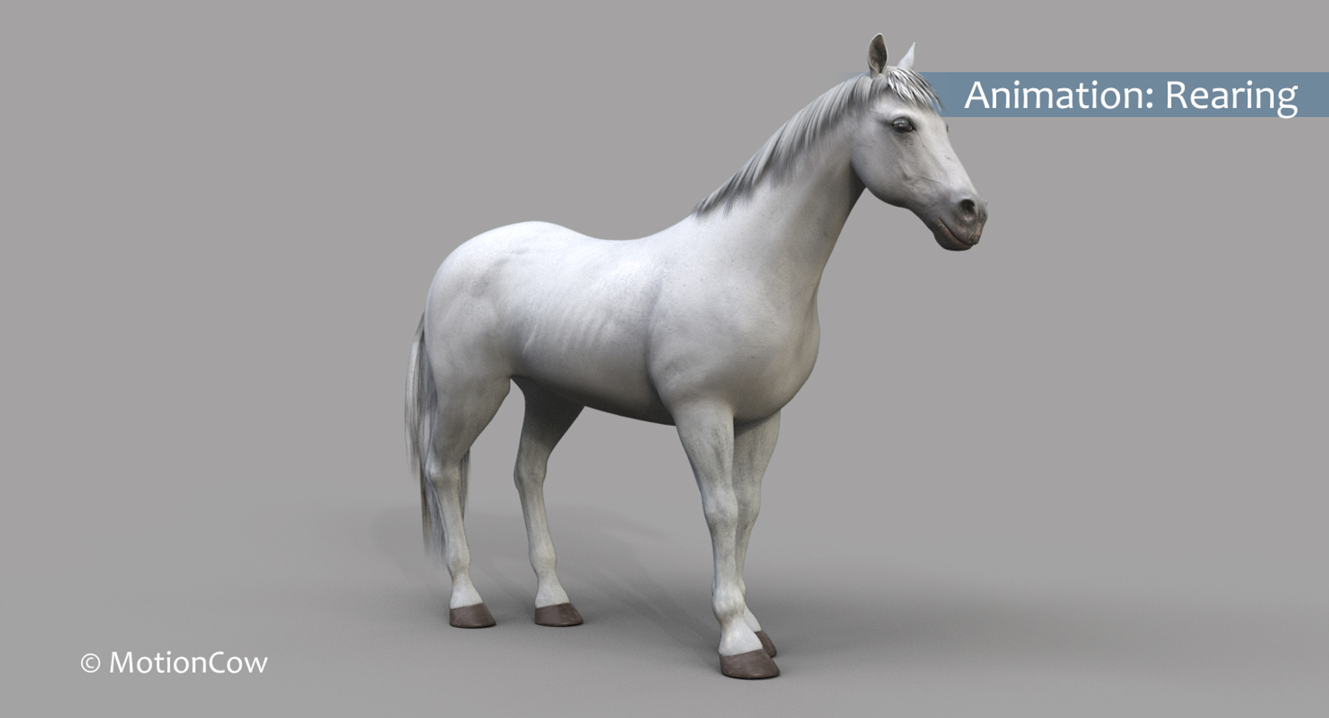 White horse animations 3D model - TurboSquid 1385853