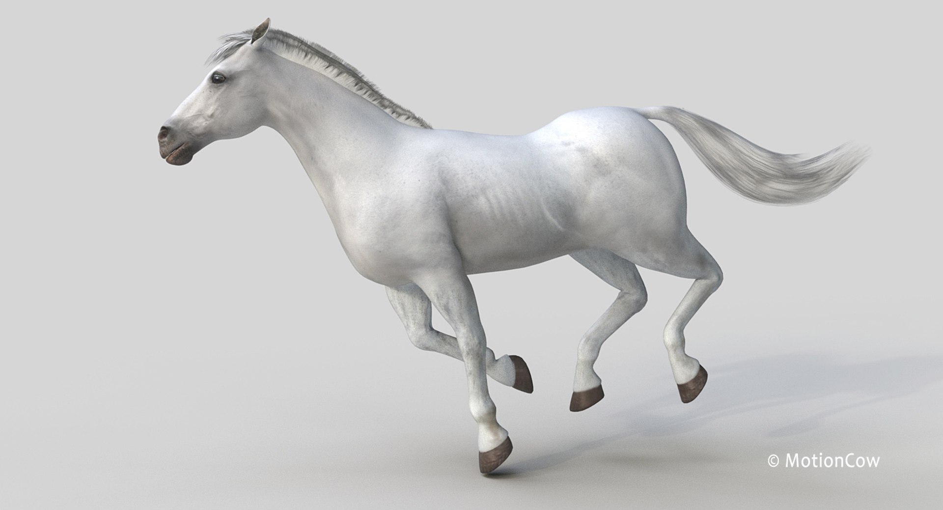 White Horse Animations 3D Model - TurboSquid 1385853
