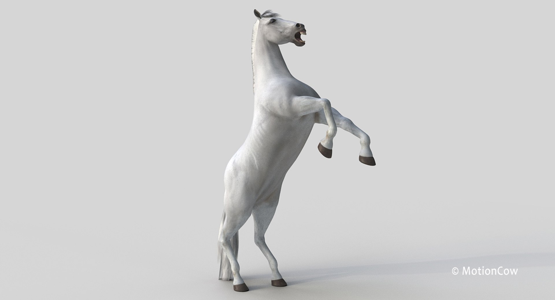 White horse animations 3D model - TurboSquid 1385853
