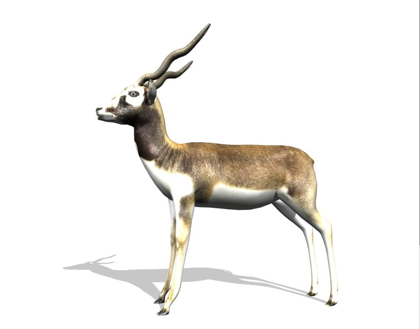 black buck 3d model