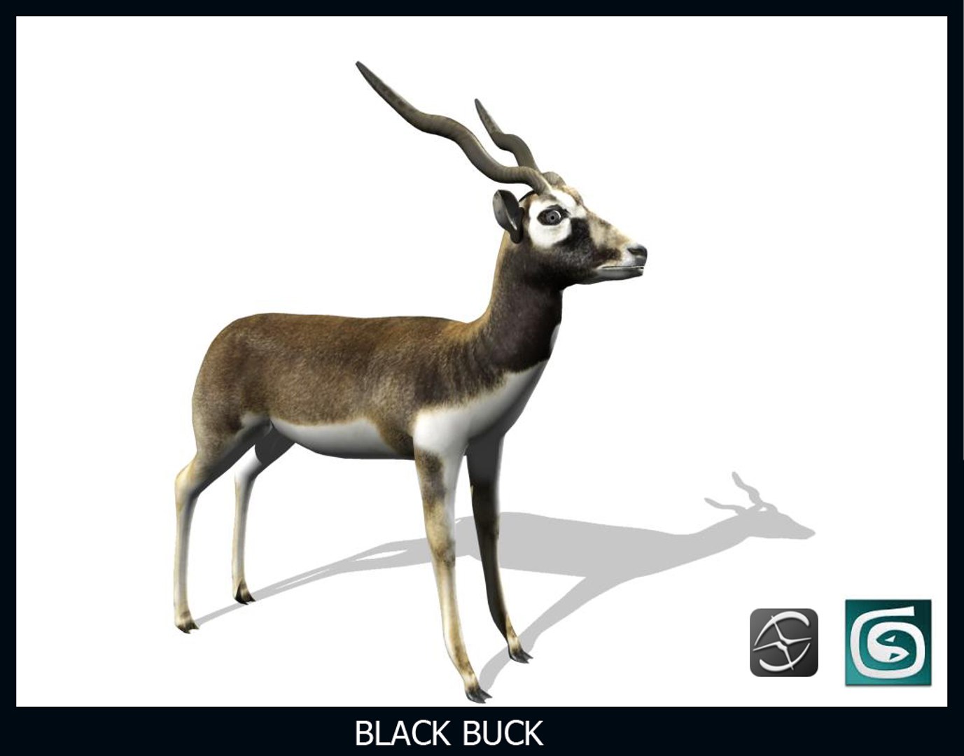 black buck 3d model