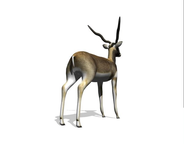 black buck 3d model