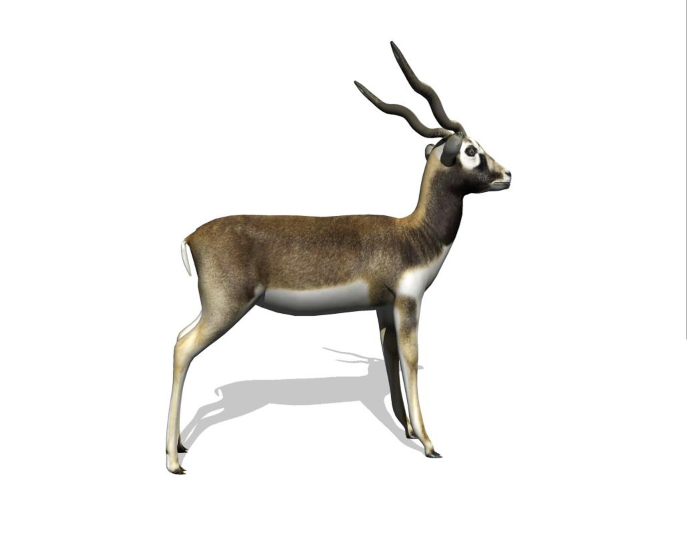 black buck 3d model