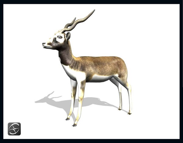 black buck 3d model