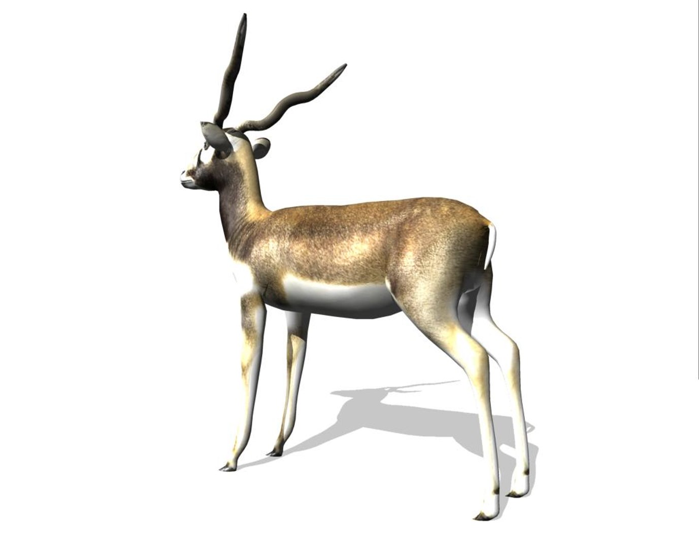 black buck 3d model