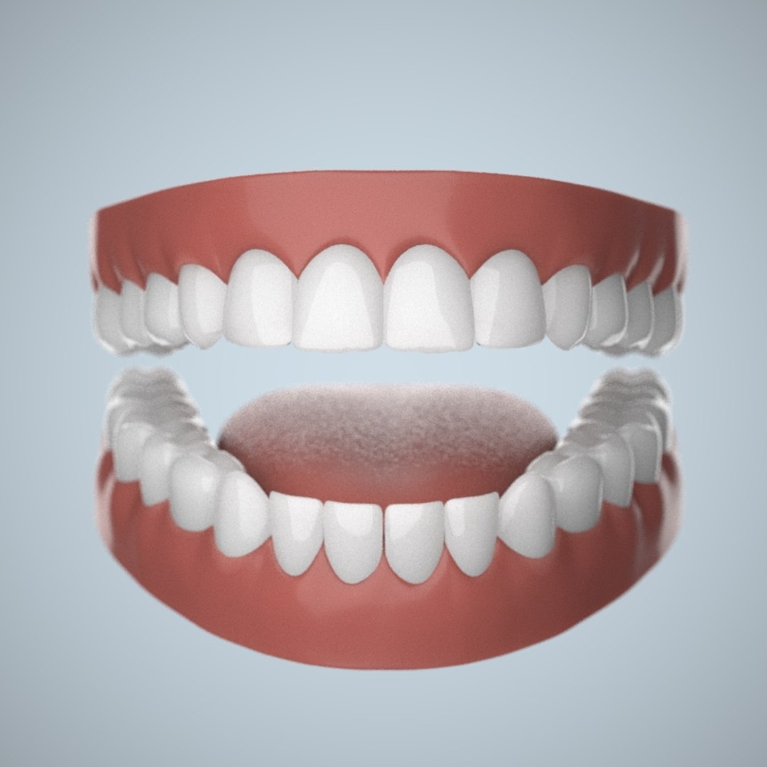 3d Human Jaws Teeth Gums Model