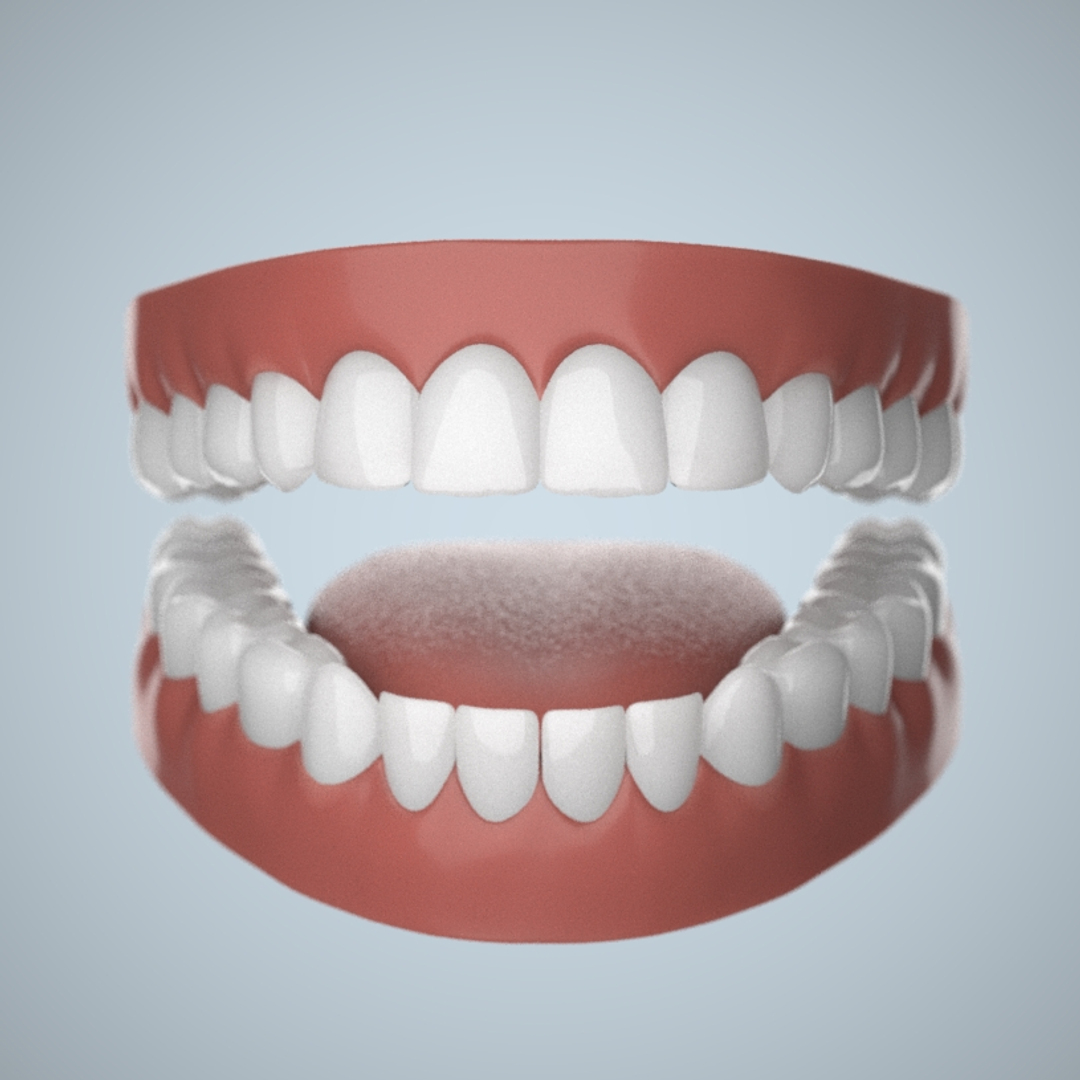 3d human jaws teeth gums model
