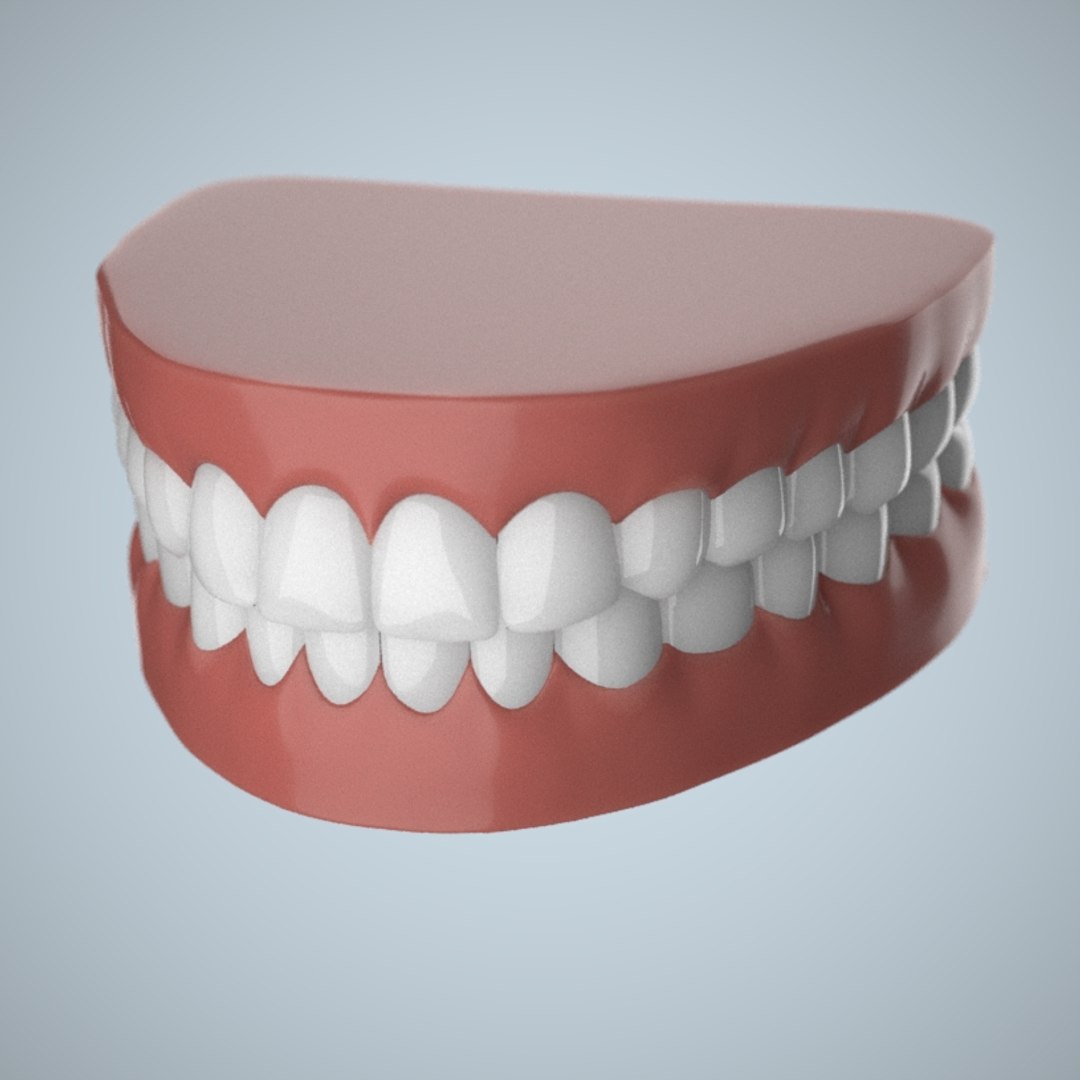3d Human Jaws Teeth Gums Model