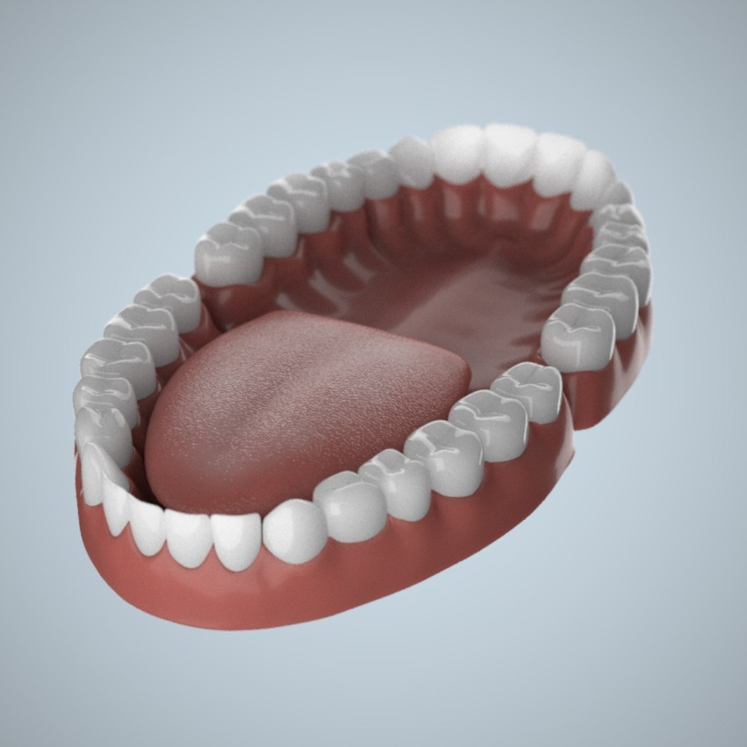 3d Human Jaws Teeth Gums Model