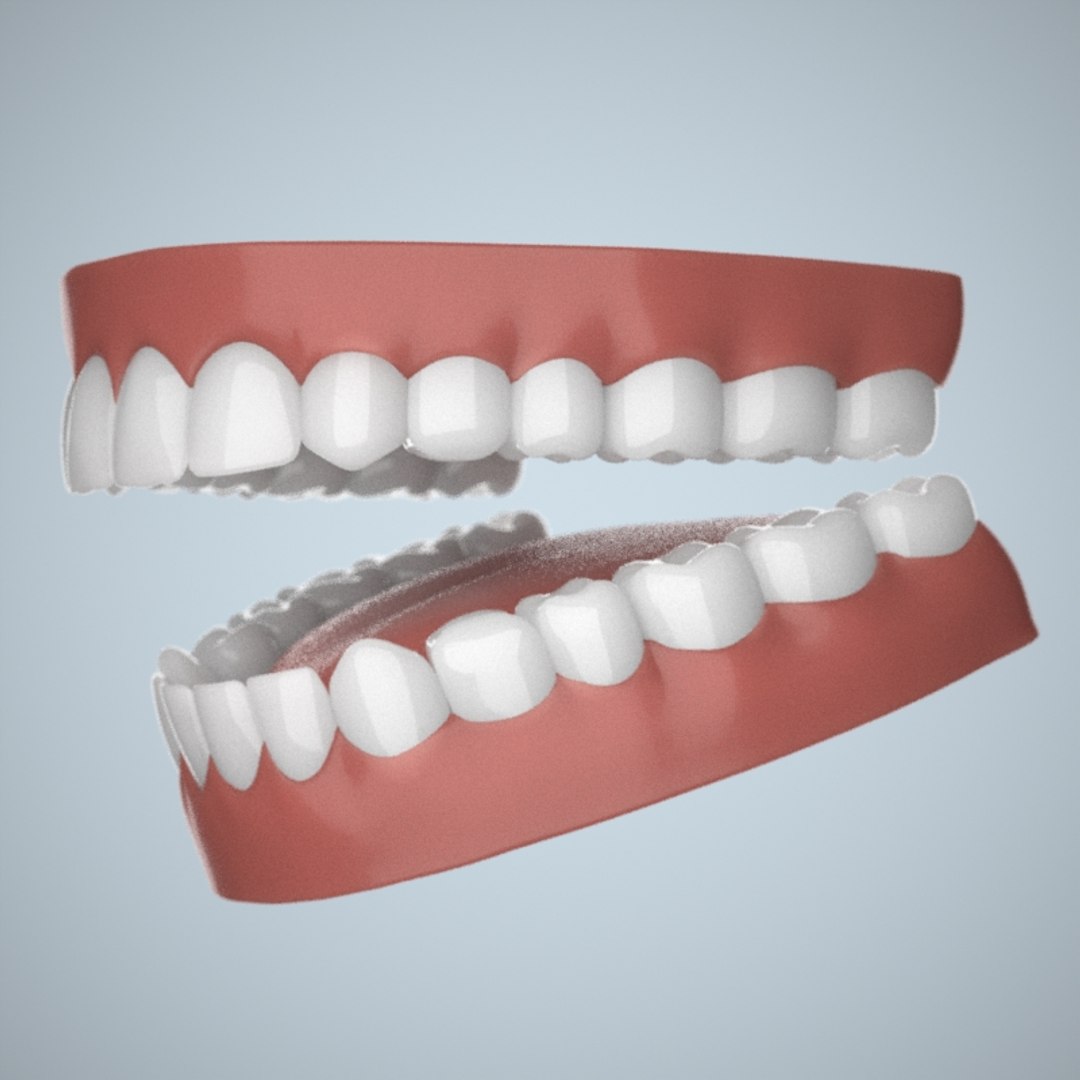 3d Human Jaws Teeth Gums Model