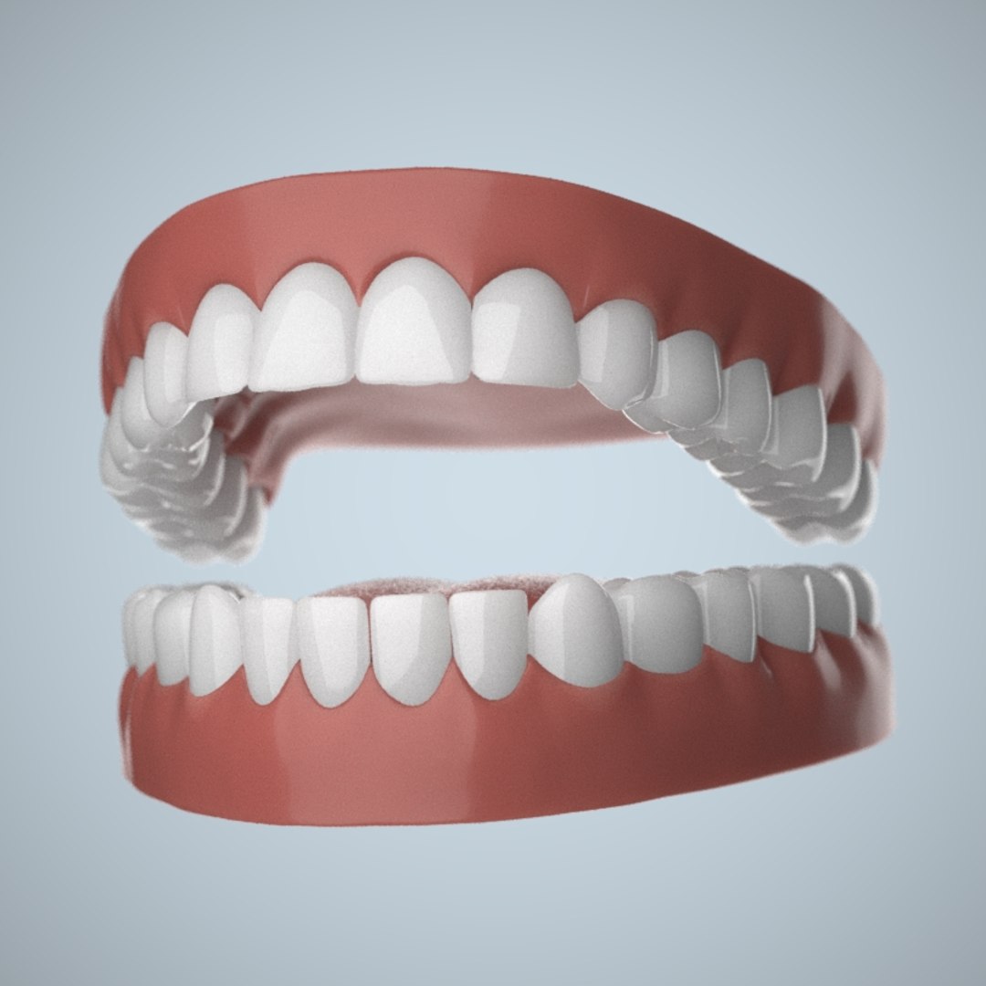 3d Human Jaws Teeth Gums Model