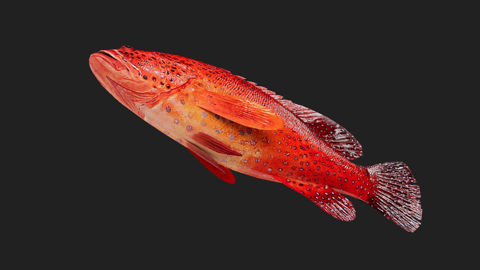 3D Grouper Model - TurboSquid 2119460