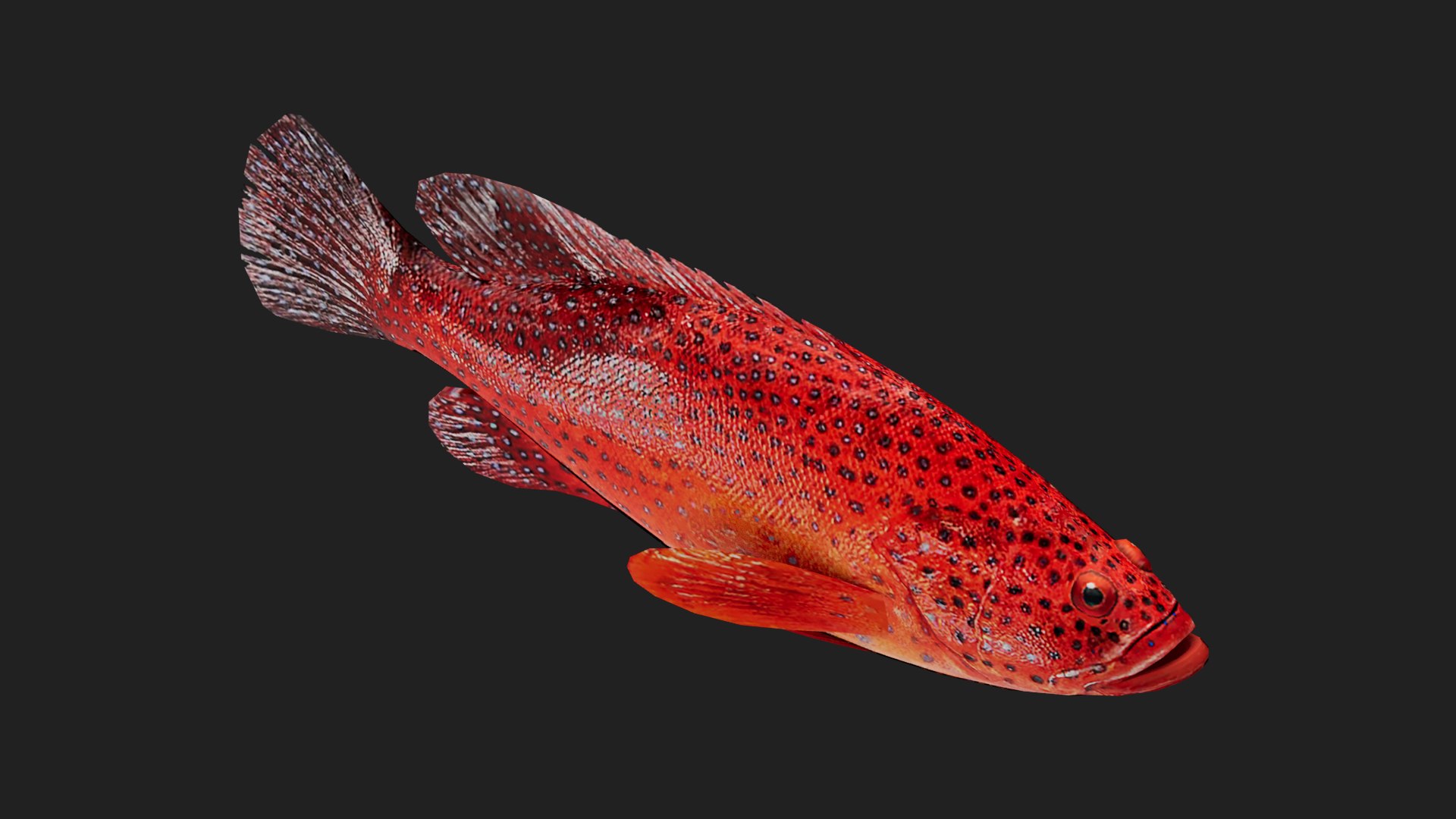 3D Grouper Model - TurboSquid 2119460