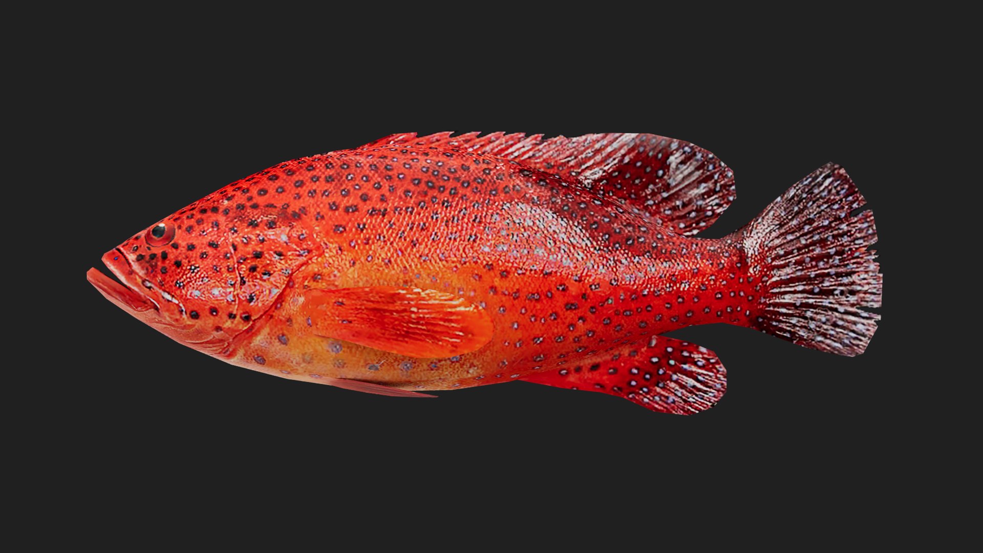 3D Grouper Model - TurboSquid 2119460