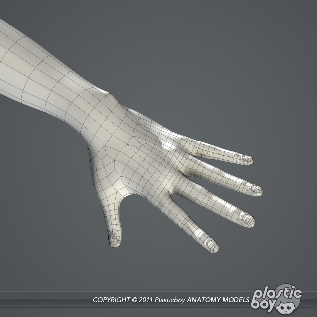 3d model of female body anatomy skin
