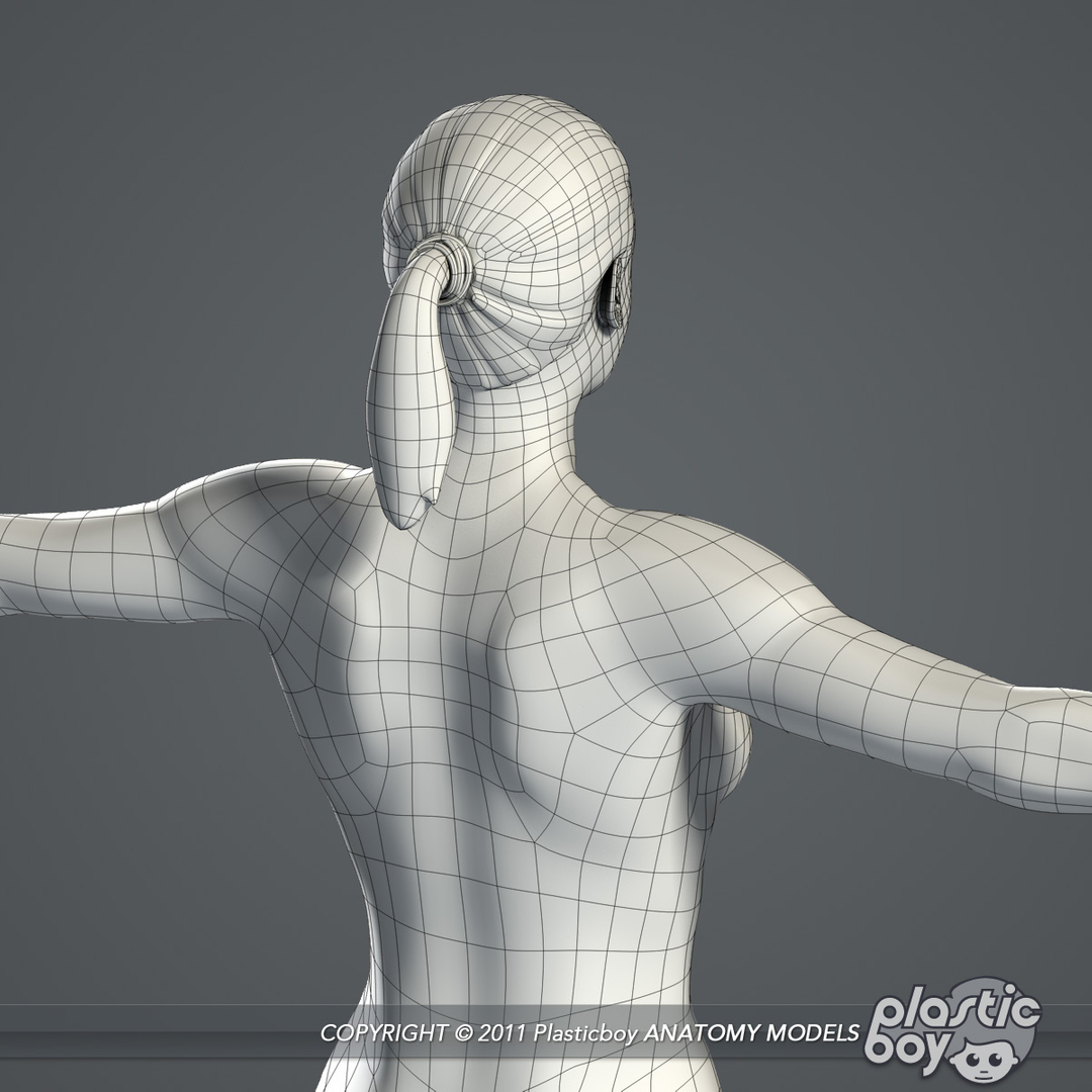 3d model of female body anatomy skin