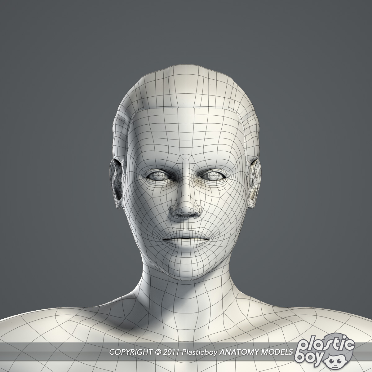 3d model of female body anatomy skin