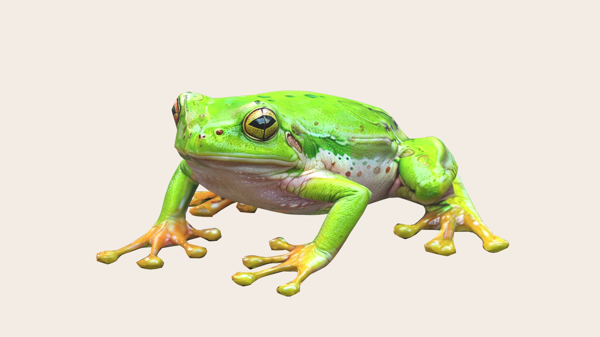 3D Green Frog Model - TurboSquid 2219645