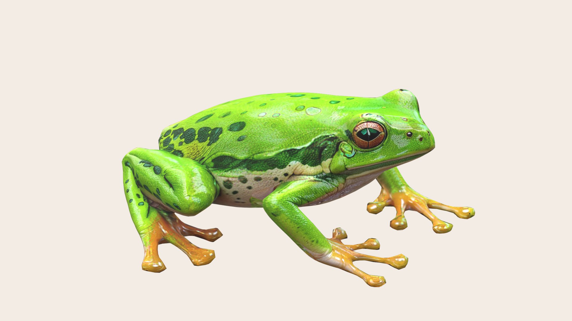 3D Green Frog Model - TurboSquid 2219645