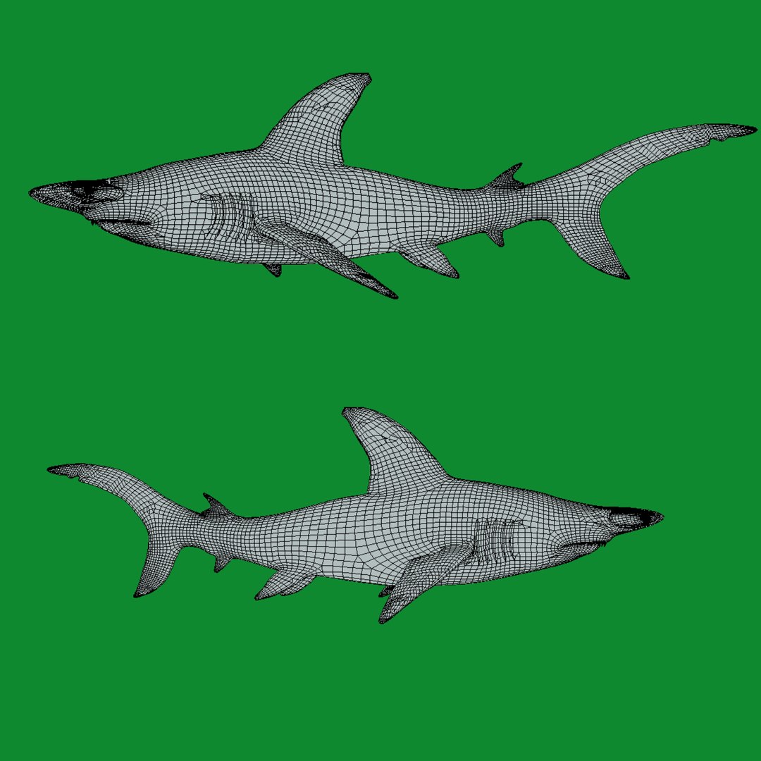 Hammerhead Shark 3D Model - TurboSquid 2302185