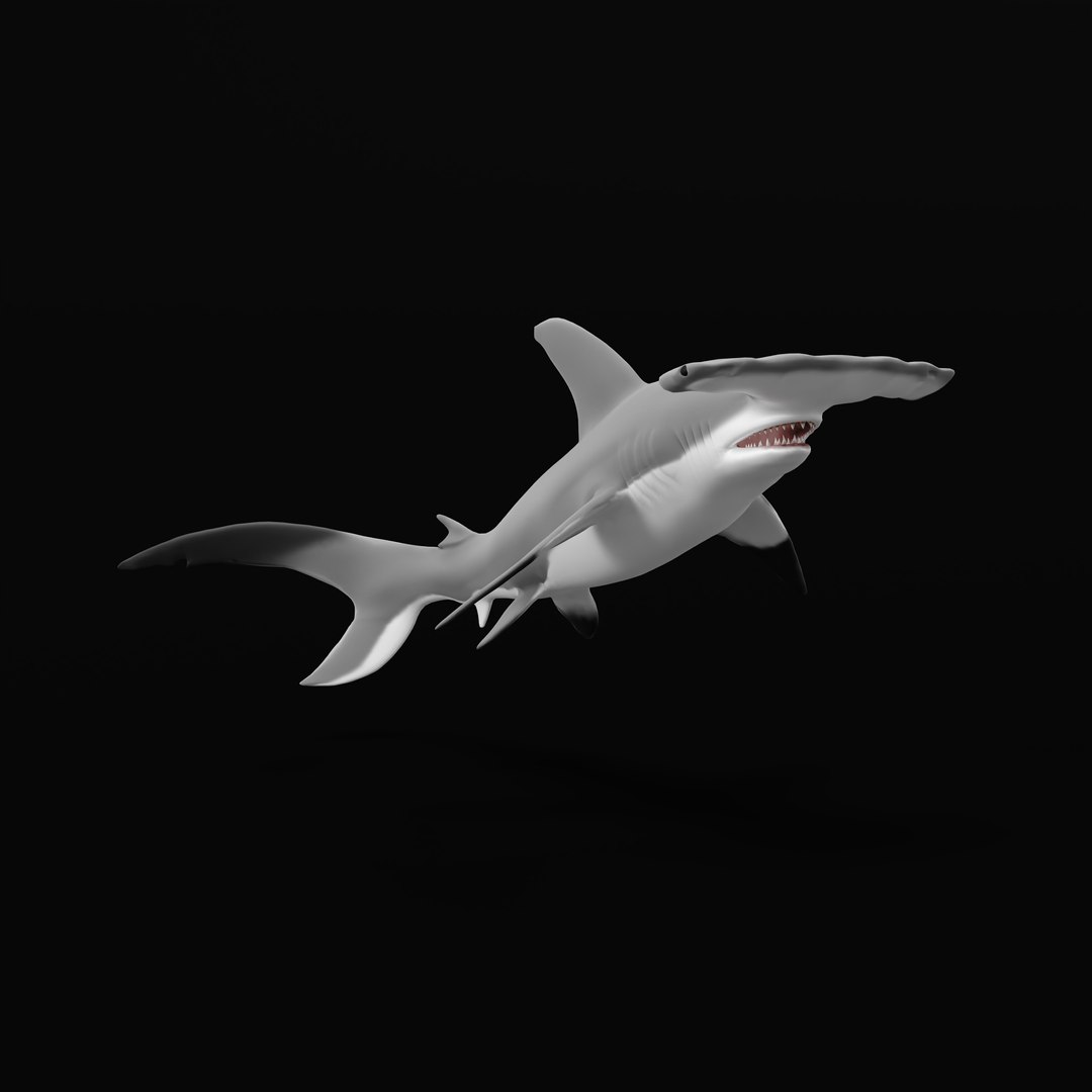 Hammerhead Shark 3D Model - TurboSquid 2302185