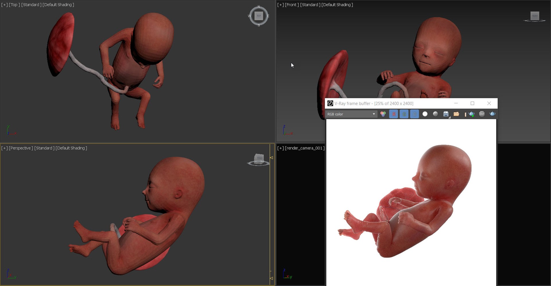 Fetus Week 14 Static 3D - TurboSquid 1874410