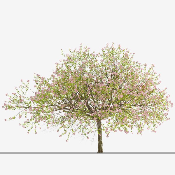 modelo 3d Malus spectabilis or Chinese Flowering Crabapple Tree - 1 ...