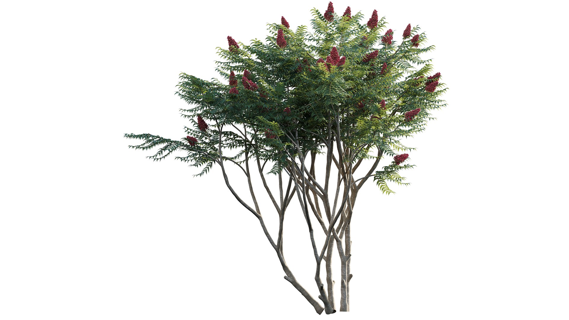 Rhus Typhina - Staghorn Sumac 02 3D Model - TurboSquid 2387228