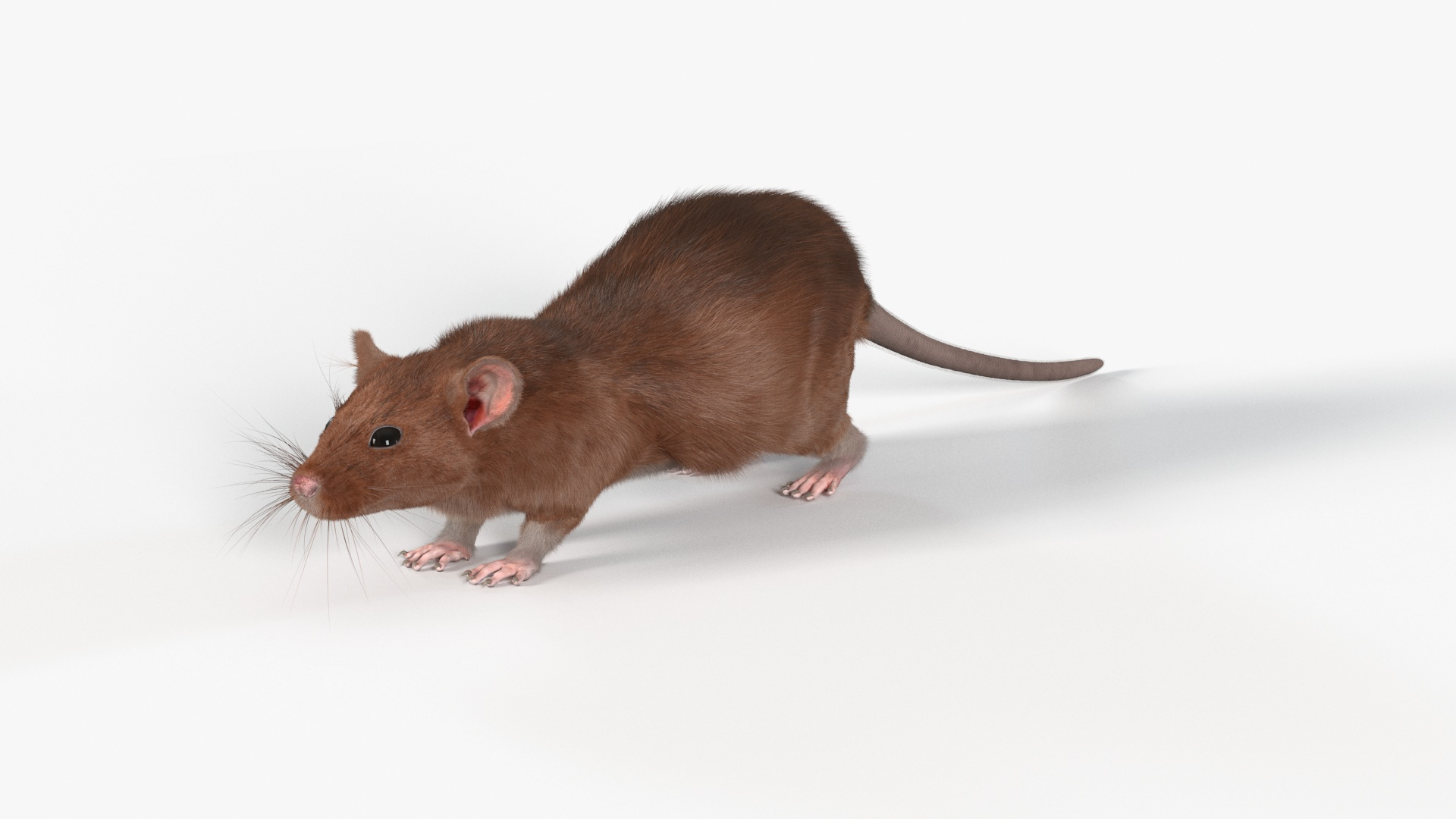 3D Common Rat With Fur For Maya - TurboSquid 2288124