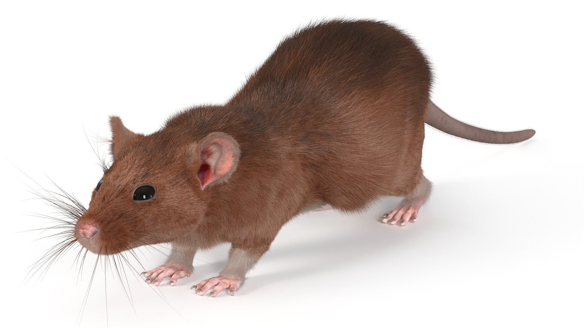 3D Common Rat With Fur For Maya - TurboSquid 2288124