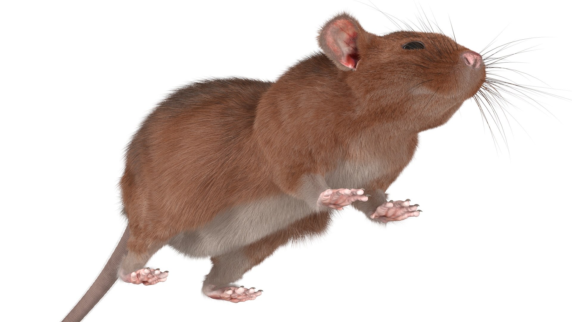 3D Common Rat With Fur For Maya - TurboSquid 2288124