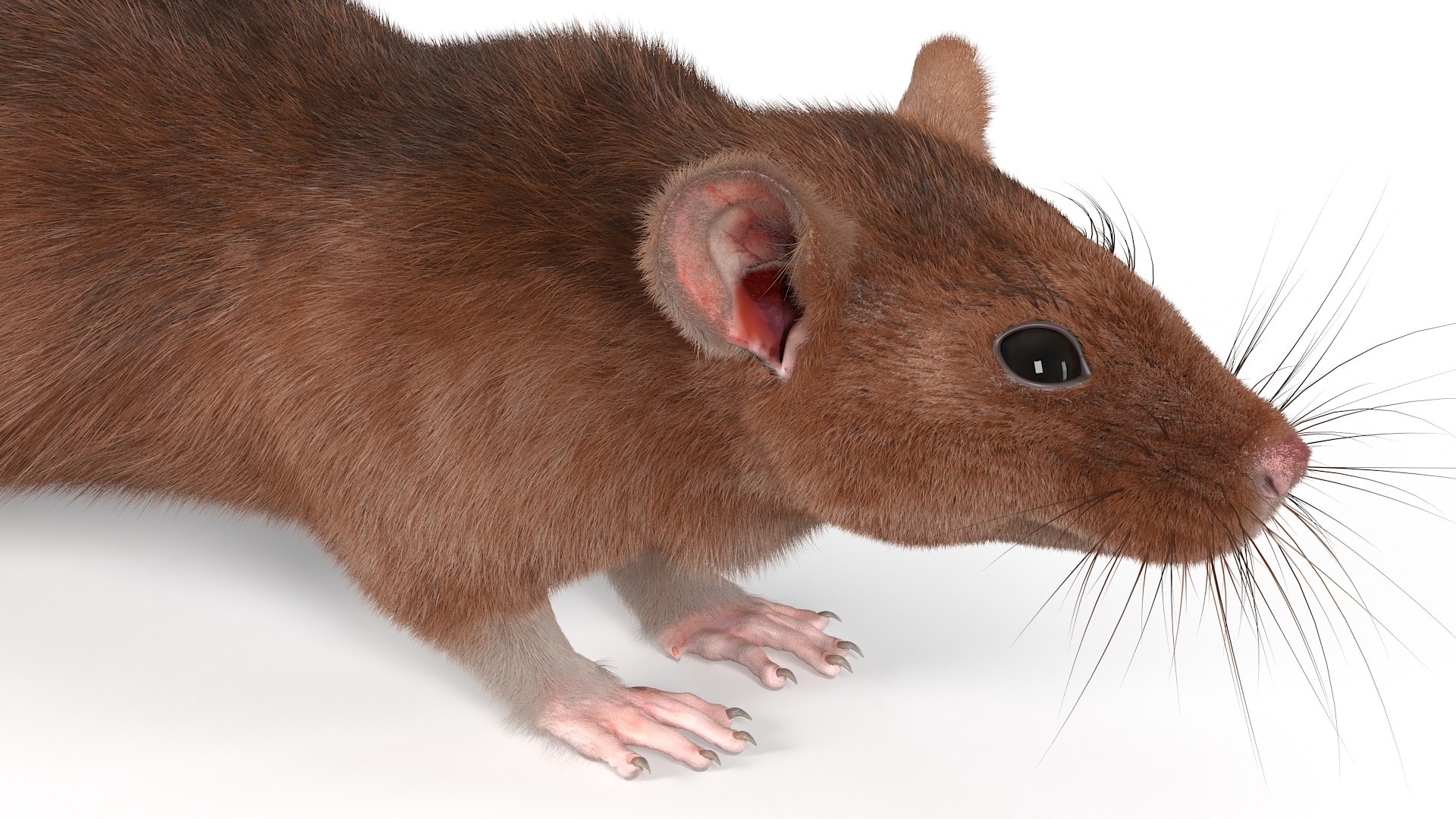 3D Common Rat With Fur For Maya - TurboSquid 2288124